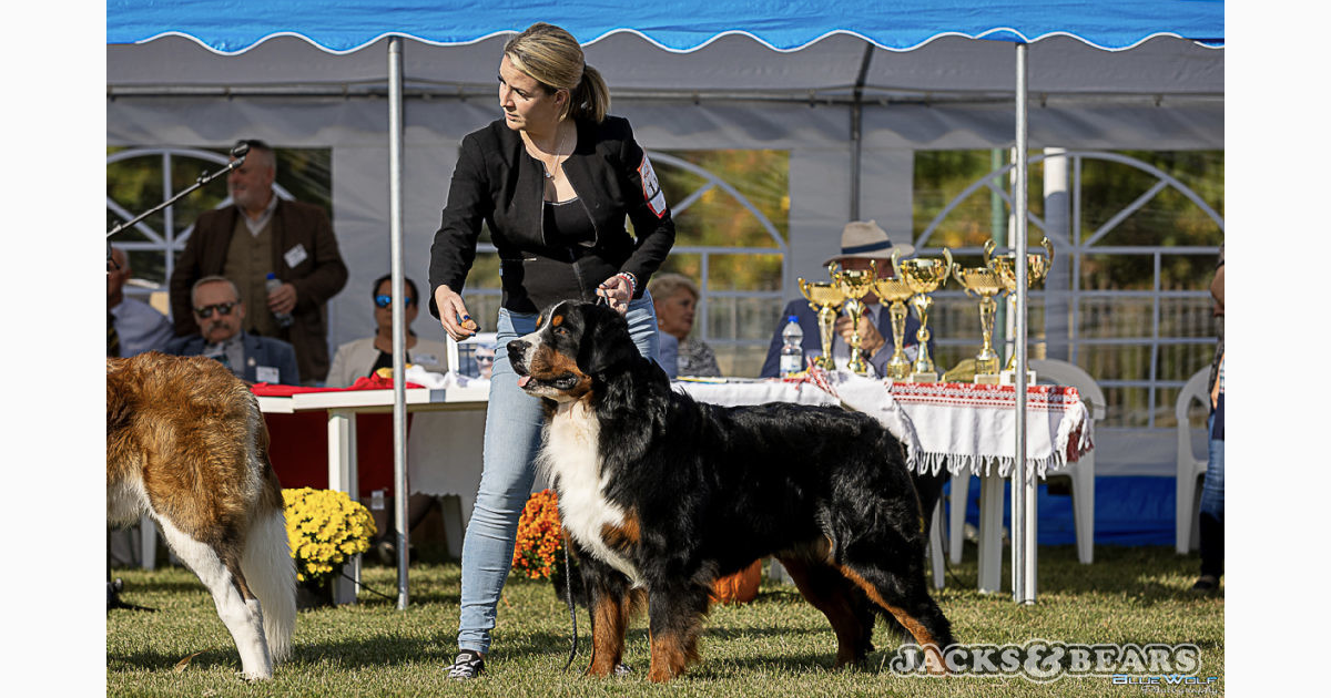 Magnus első felnőtt kiállításai - Jacks & Bears